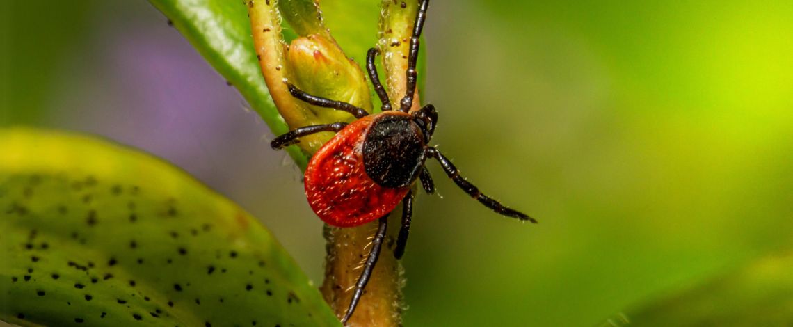 Krpelji - što su i zašto su opasni - SEN