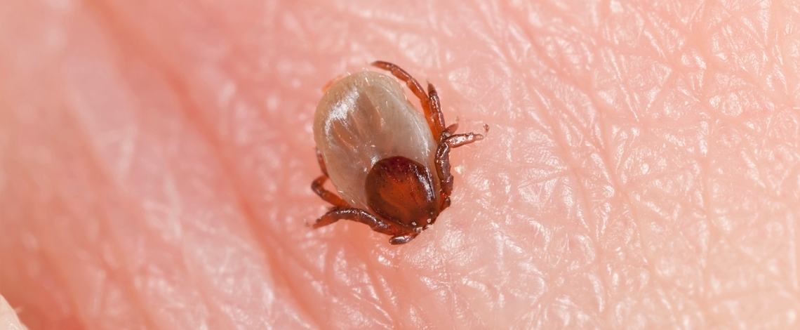 Krpelji - bolesti koje prenose - SEN